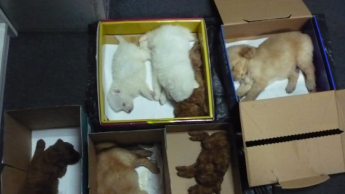 Man jailed 8 months for smuggling puppies, animal cruelty - TODAY