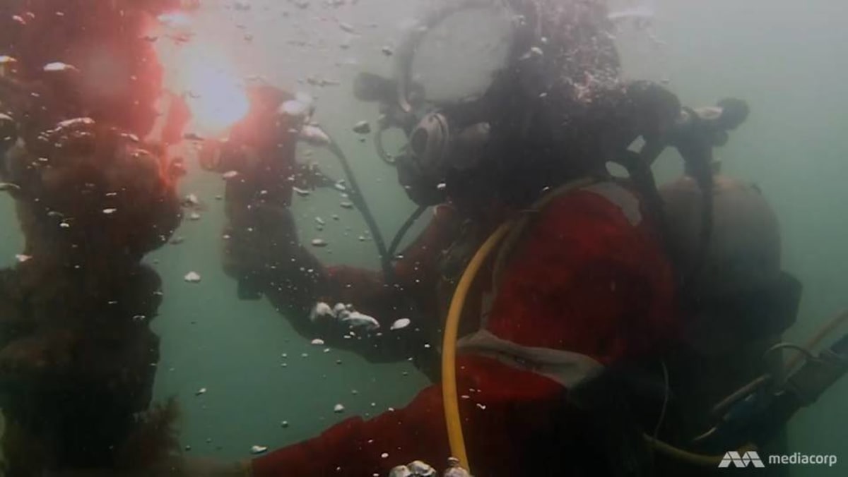 Commercial diving association calls for licensing system for firms ...