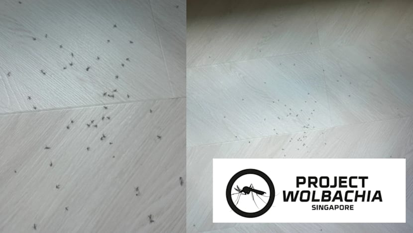 S’porean Complains About Project Wolbachia Mosquito Swarms At Home - 8days