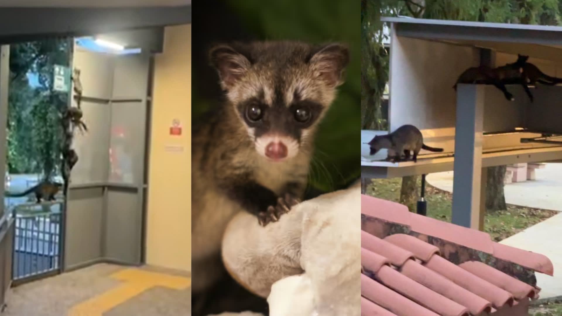 Baby Civet Cats Spotted Hanging Out At Clementi HDB Lift Lobby - 8days