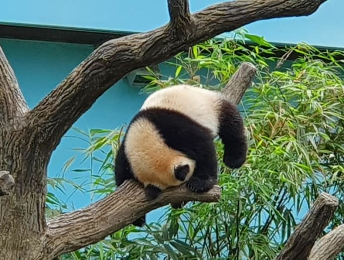 Ler Panda Fiat Trekt Van Leer Met De Panda Trussardi