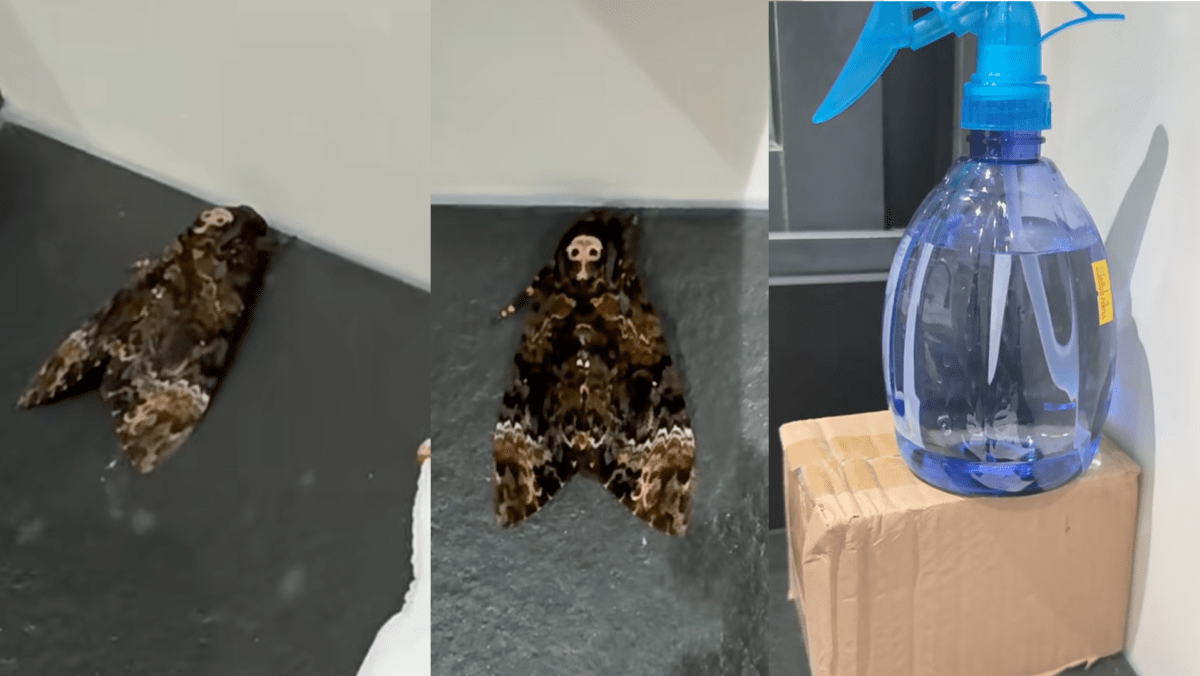 Woman Finds Death’s-Head Hawk Moth At Home In S'pore, Freaked Out By ...