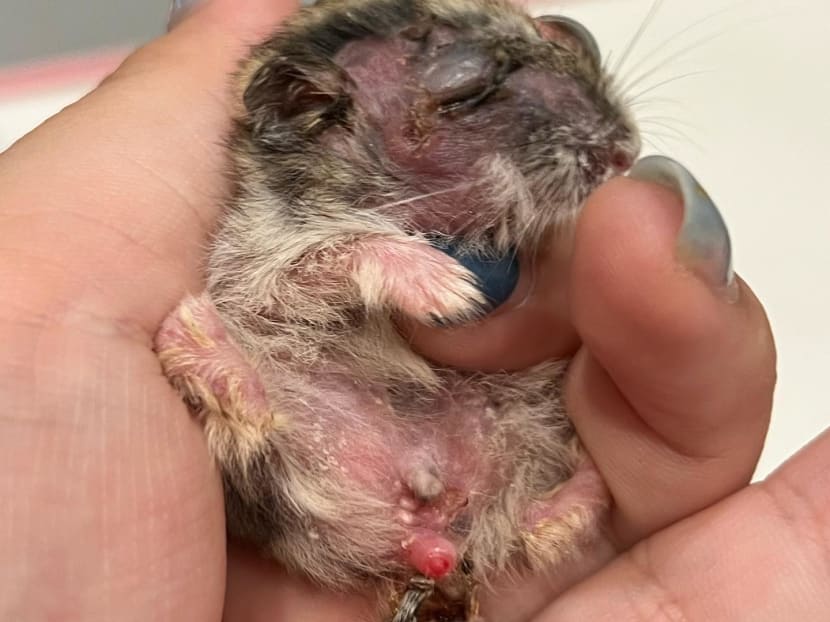 Commentary: Are preschoolers equipped to care for classroom pets? - CNA ...