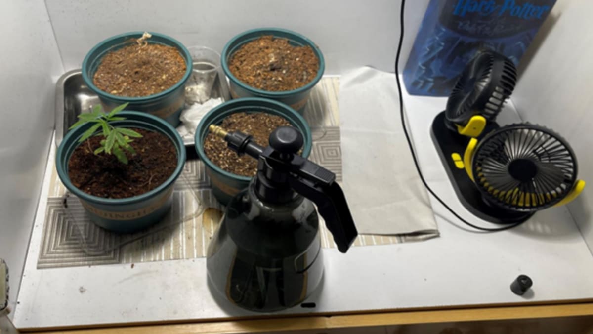 Teen arrested in Yishun after cannabis plant, cultivation attempts ...