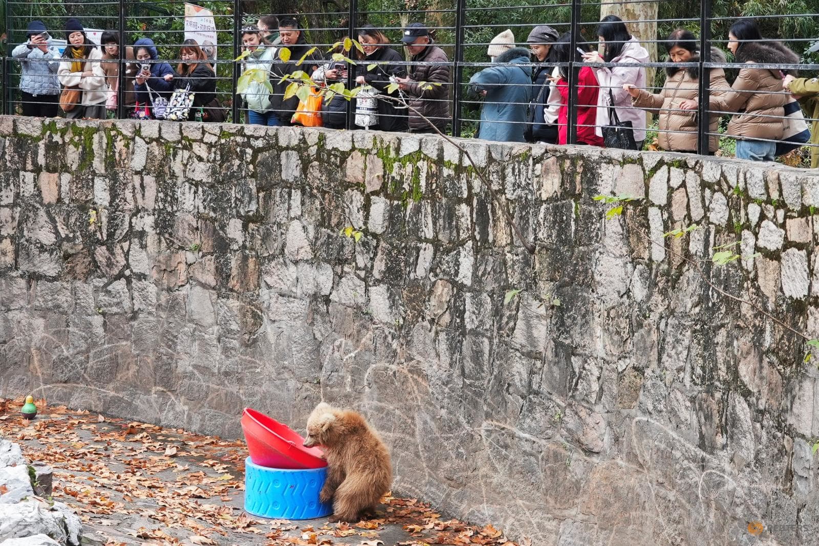 Shanghai bear cub Junjun becomes breakout star - CNA