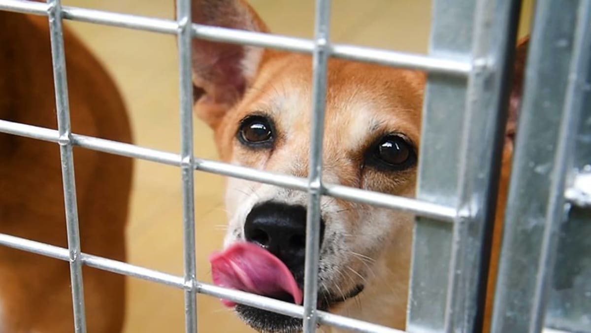 New guidelines for adoption, rehoming of dogs - CNA