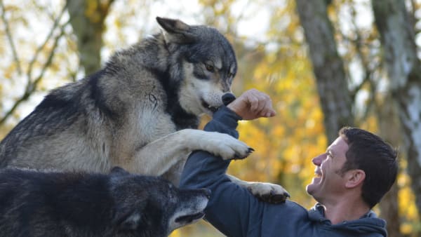wolf bites steve backshall