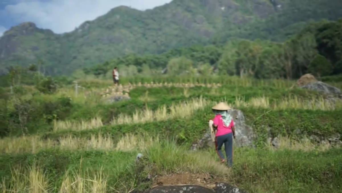 Insight 2022/2023 - Are We Running Out Of Rice? - CNA