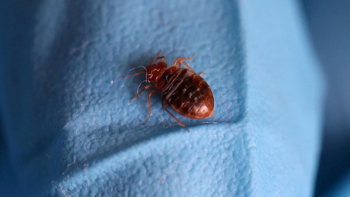 'Hong Kong is like Disneyland for bedbugs': Infestation fears spark panic buying of insecticides ...