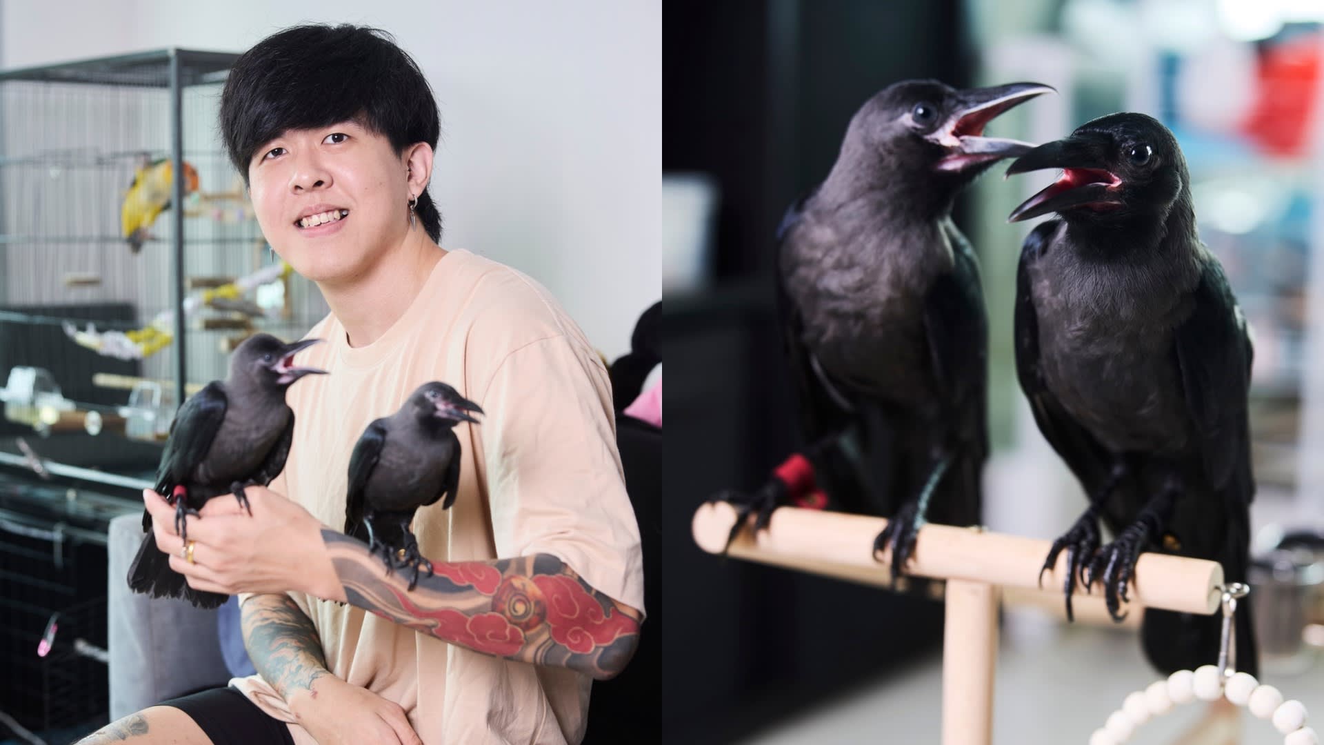 Meet The S'pore Man Who Rescues Crows From Danger In His Sengkang Flat ...