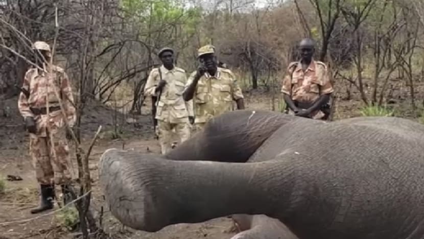 Illegal poaching threatens to wipe out South Sudan’s elephants and ...