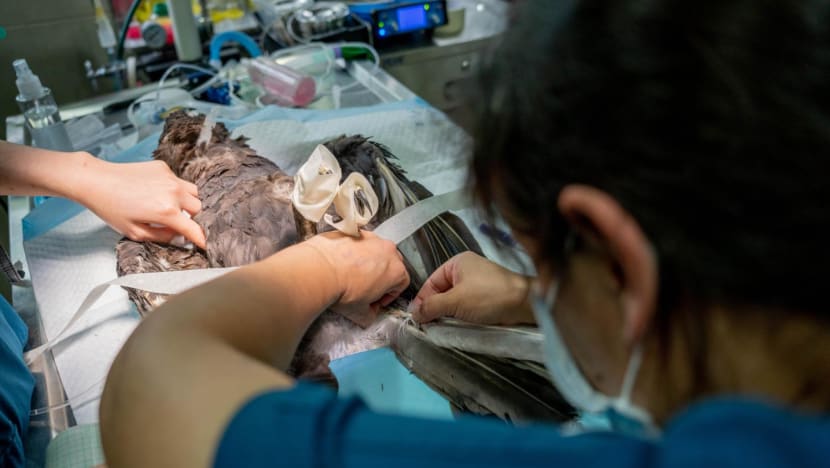 Rescued eagle flies again after receiving new feathers from Jurong Bird ...