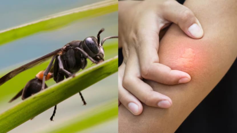 Semut api, tebuan, pepijat: Nak buat apa jika digigit atau disengat ...
