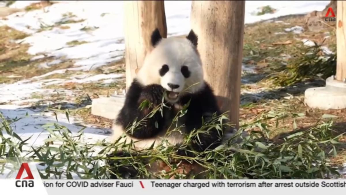 China giant pandas debut to much fanfare at Washington DC's zoo - CNA