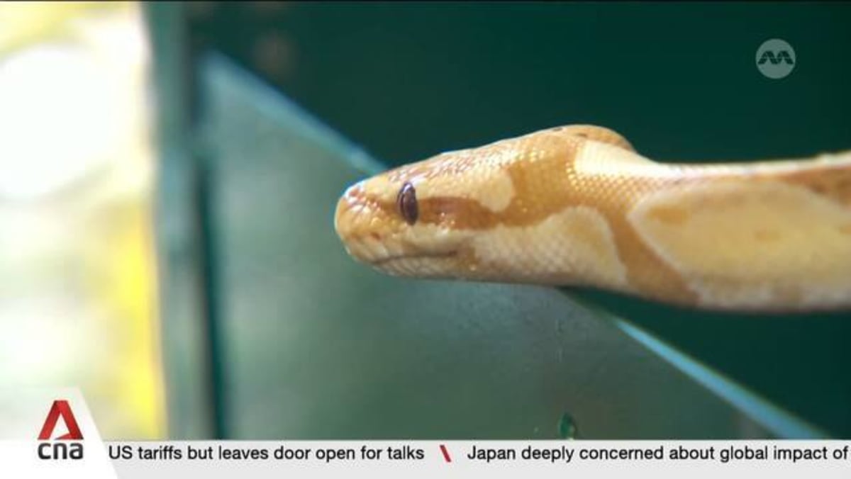 Wildlife groups advise against buying exotic snakes in Year of the ...