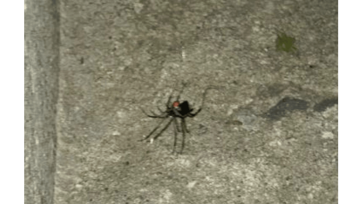 Ruby Rose's house invaded by venomous spiders - 8days