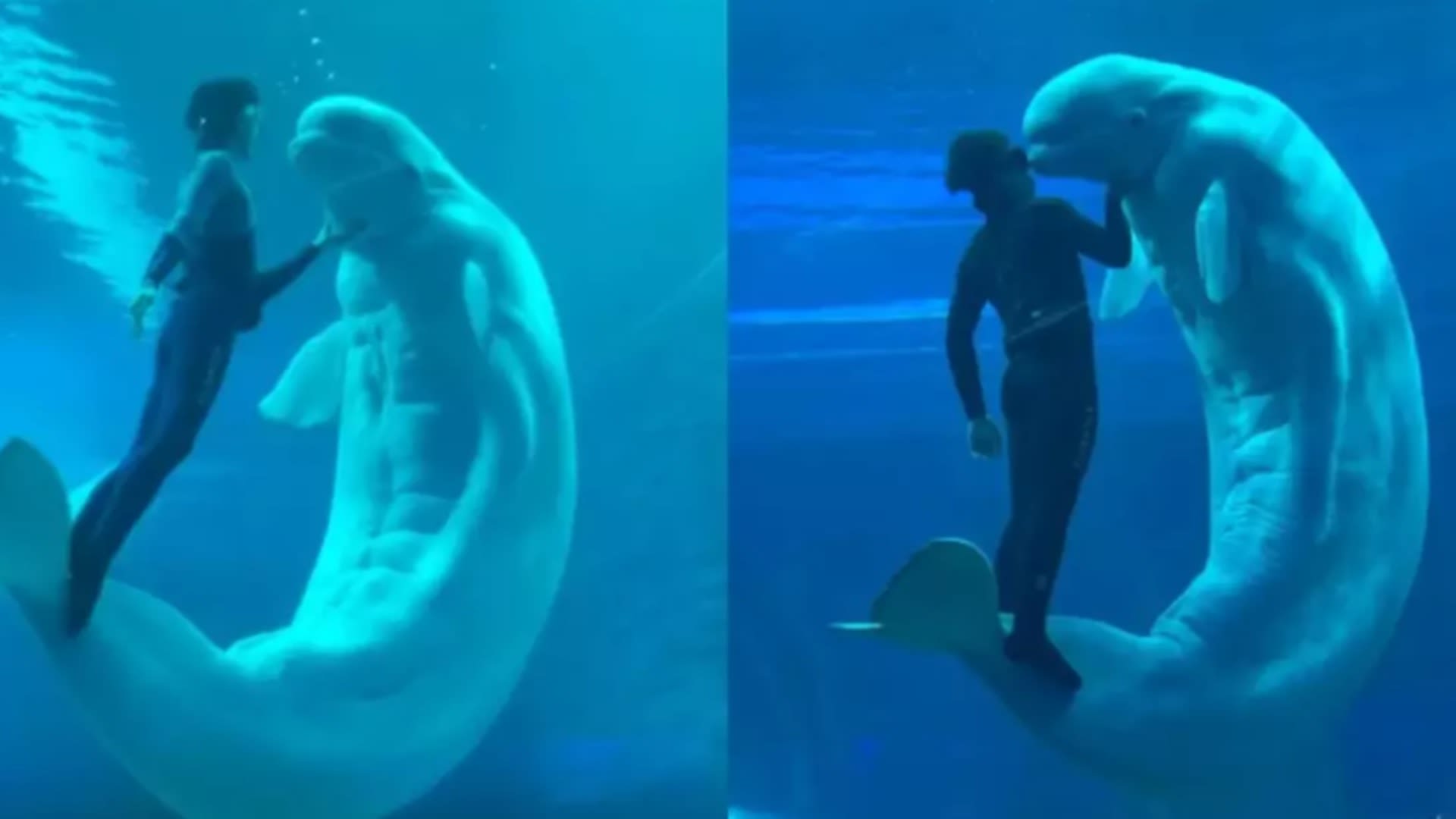 Beluga Whale Shows Off Impressive 18-Pack Abs In Aquarium - 8days