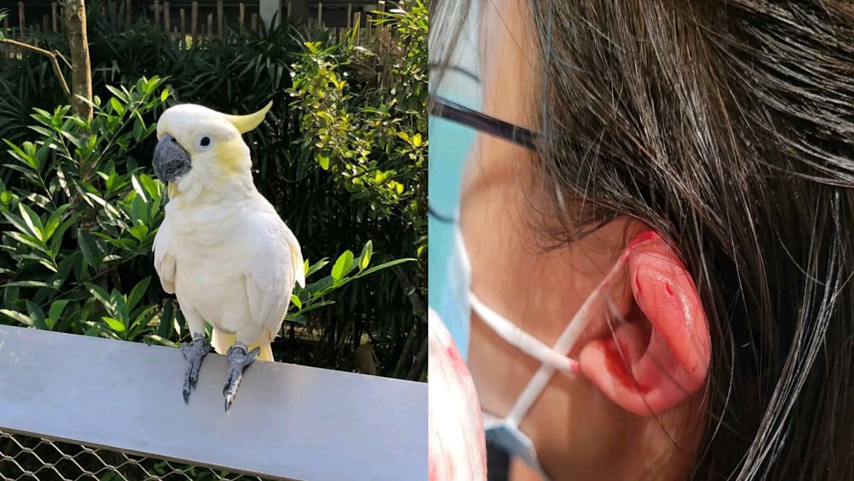 parrot bite tetanus
