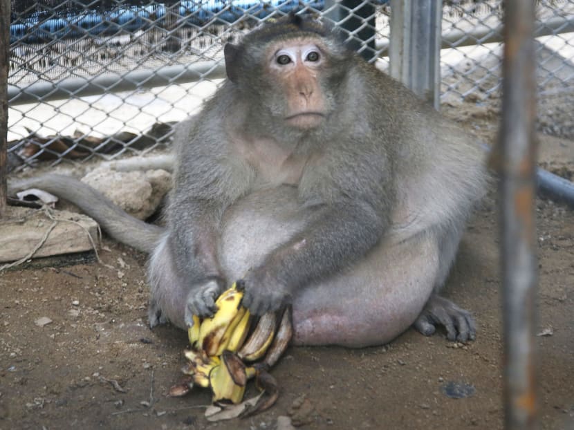 Thailand’s chunky monkey on diet after gorging on junk food - TODAY