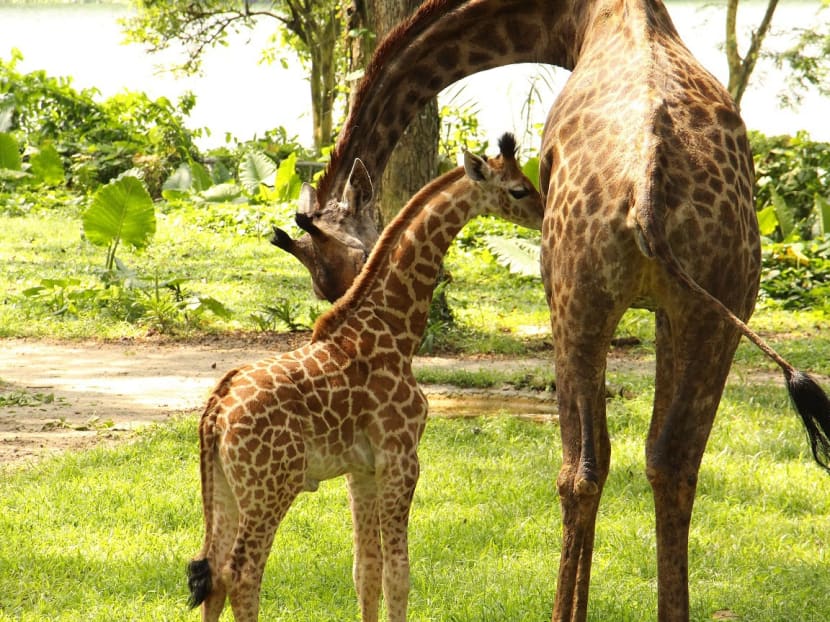 First giraffe calf in 28 years born at Singapore Zoo - TODAY