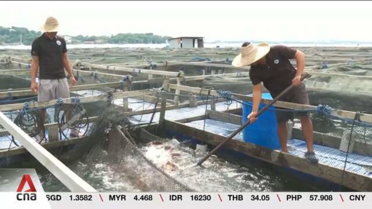 Fish farms adopting tech to raise productivity amid rising operating ...