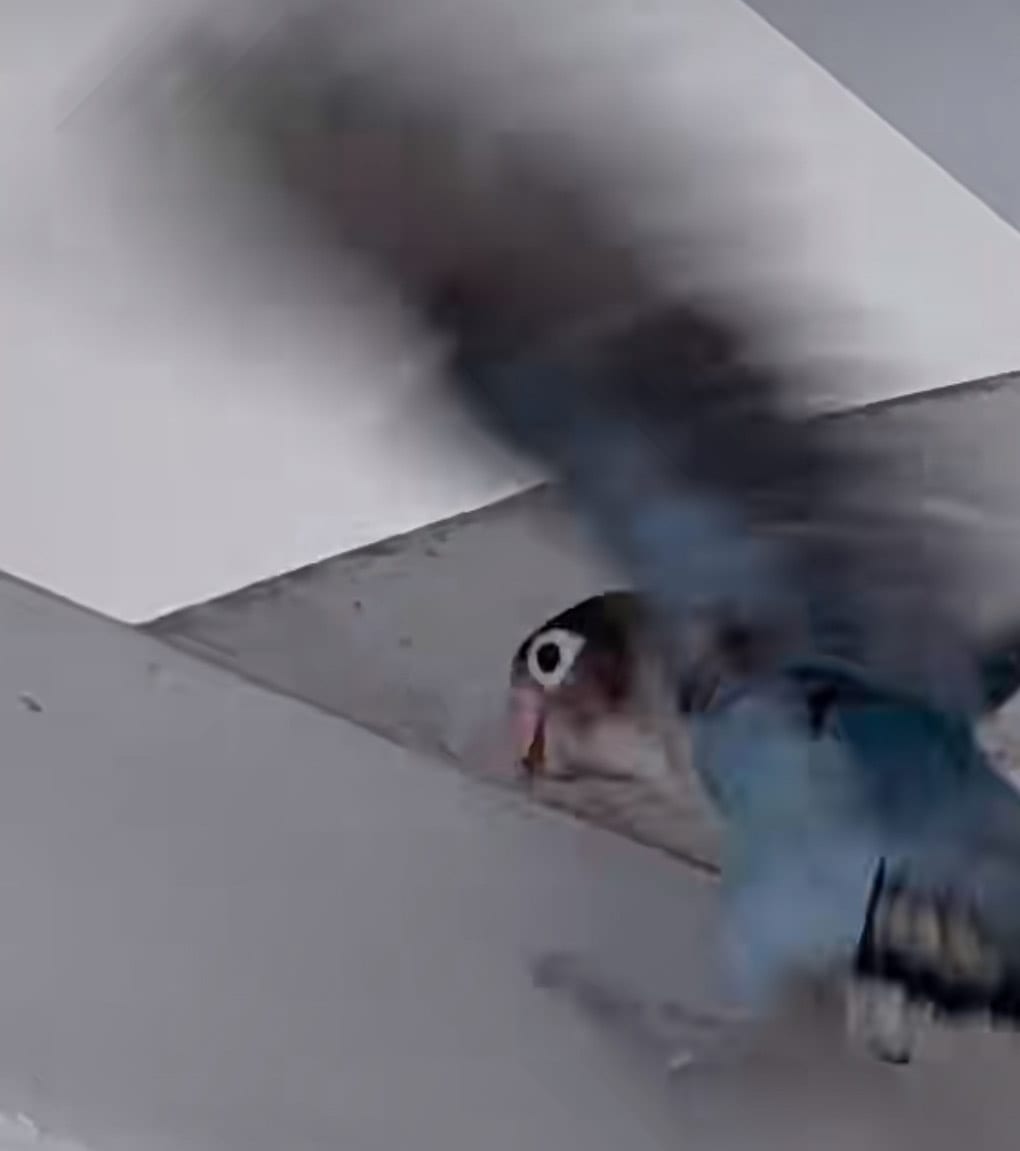 Cute Lovebird Seen Lost At Void Deck Of HDB Block, Presumably In Jurong ...