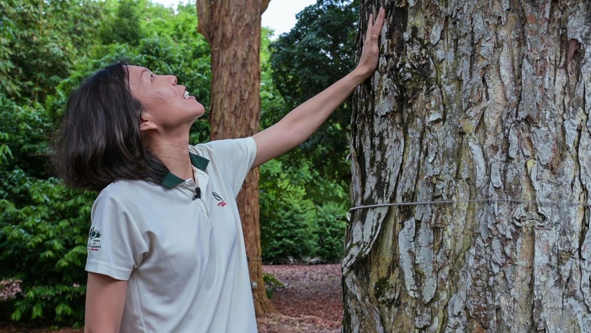 From ‘boring’ to ‘sexy’ subject: Tree doctor who learnt how trees speak ...