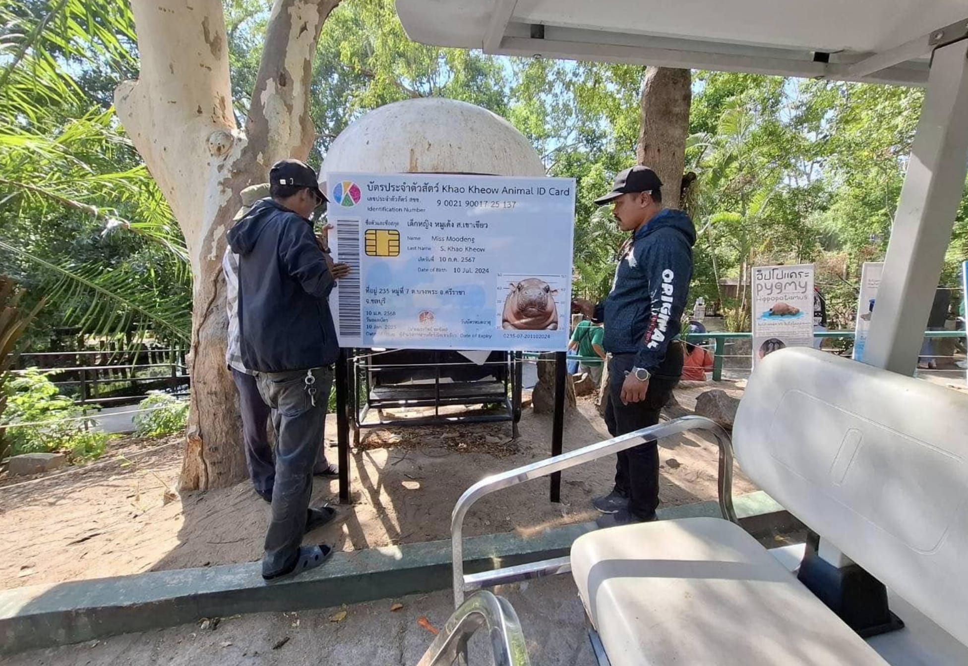 Moo Deng Turns 6 Months Old And Gets Her Own ID Card - 8days