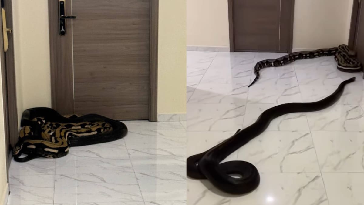 Condo Resident In Thailand Releases 2 Huge Snakes In Hallway After ...