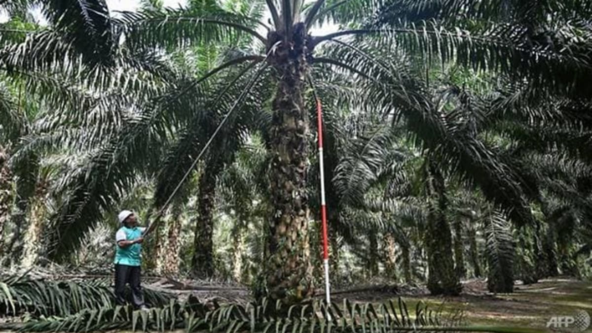 AS haramkan import minyak sawit keluaran FGV | CariGold Forum