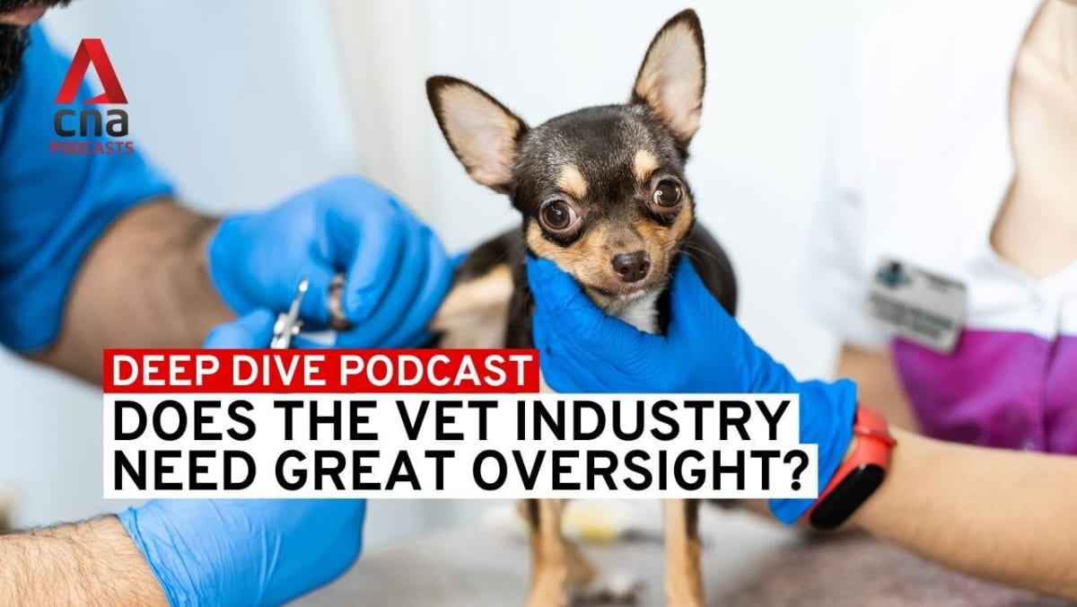 Deep Dive - Does the vet industry need greater oversight? - CNA