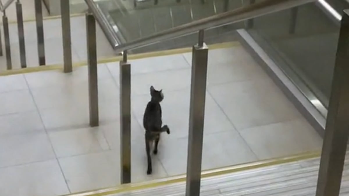 முதலில் சுண்டெலி... தற்போது பூனை... MRT நிலையத்துக்குள் நுழைந்த அழையா ...