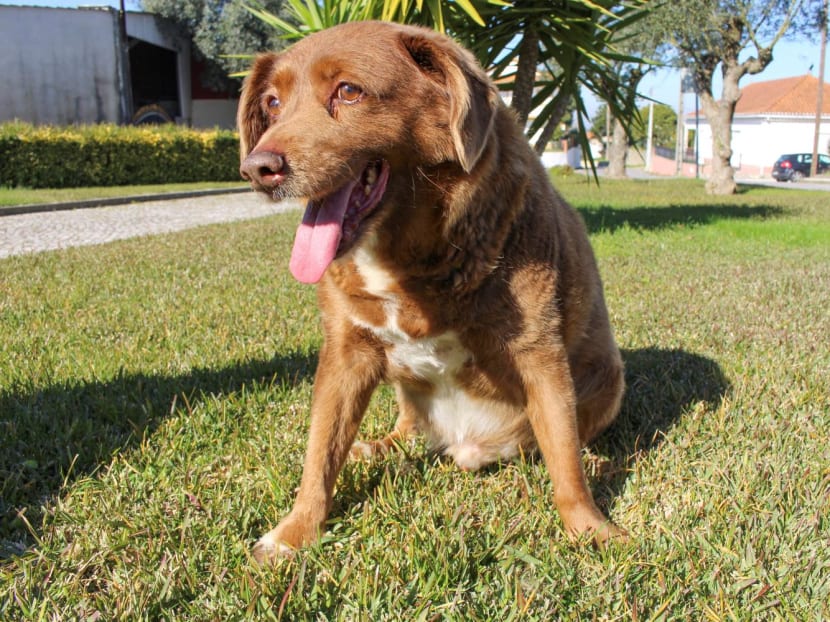 Bobi, world's oldest dog, dies in Portugal aged 31 - TODAY