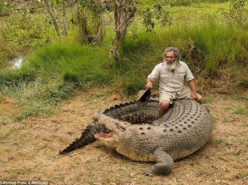 crocodile attacks handler