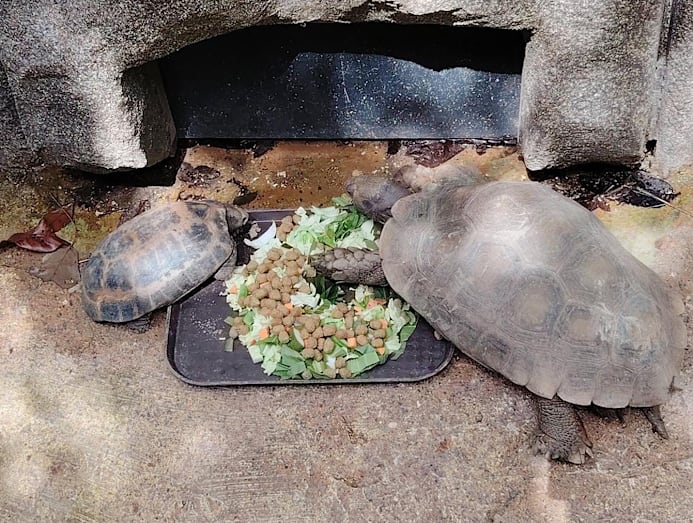 Watch tigers and sun bears unwrap gifts as part of festive celebrations ...