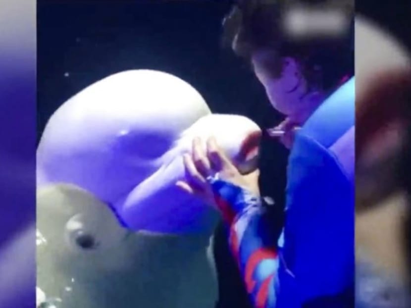 China marine park apologises after trainer puts lipstick on beluga ...