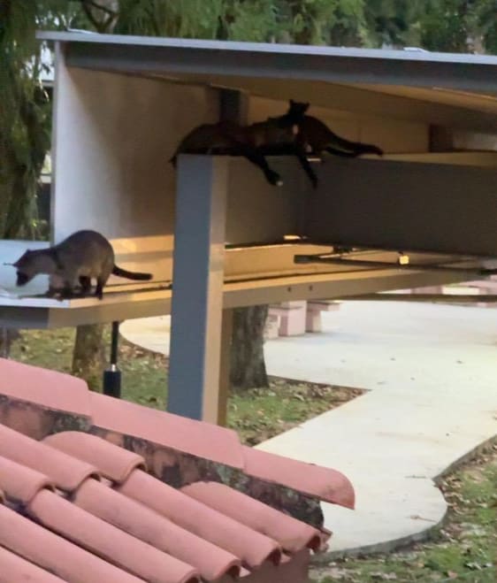 Baby Civet Cats Spotted Hanging Out At Clementi HDB Lift Lobby - 8days