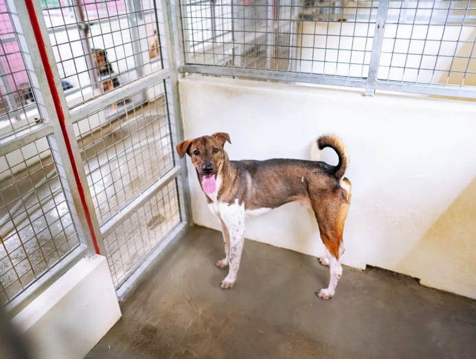 Meet the 2 Bangladeshi caretakers helping rescue dogs at a Singapore ...