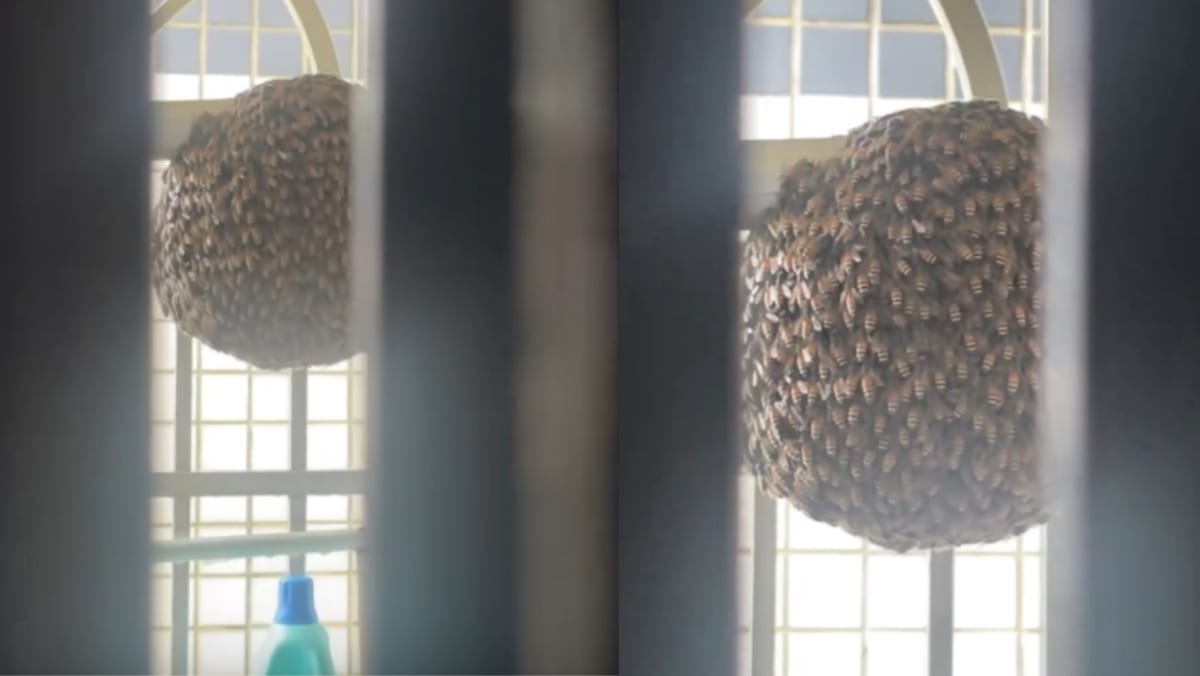 Woman Comes Home To Giant Bee Hive At Balcony After Being Away For A ...