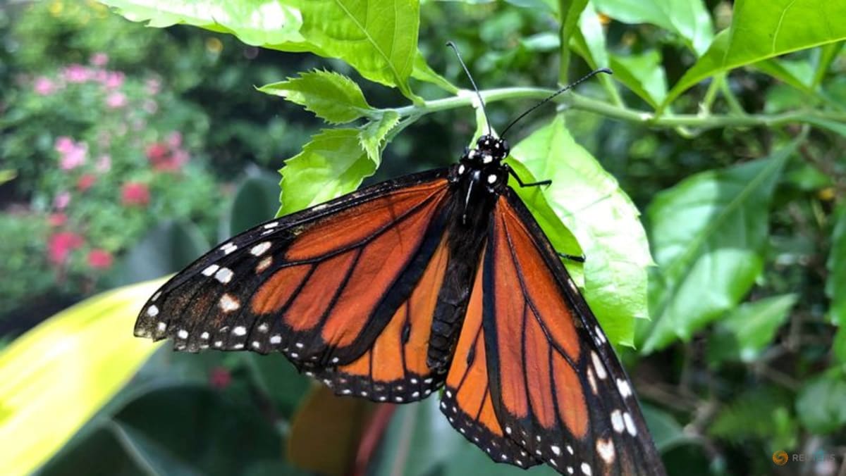 Butterfly populations plummet by 22% in US since turn of century - CNA
