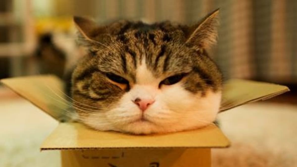Maru, the record-breaking cat with a love of boxes, has died - CNA ...
