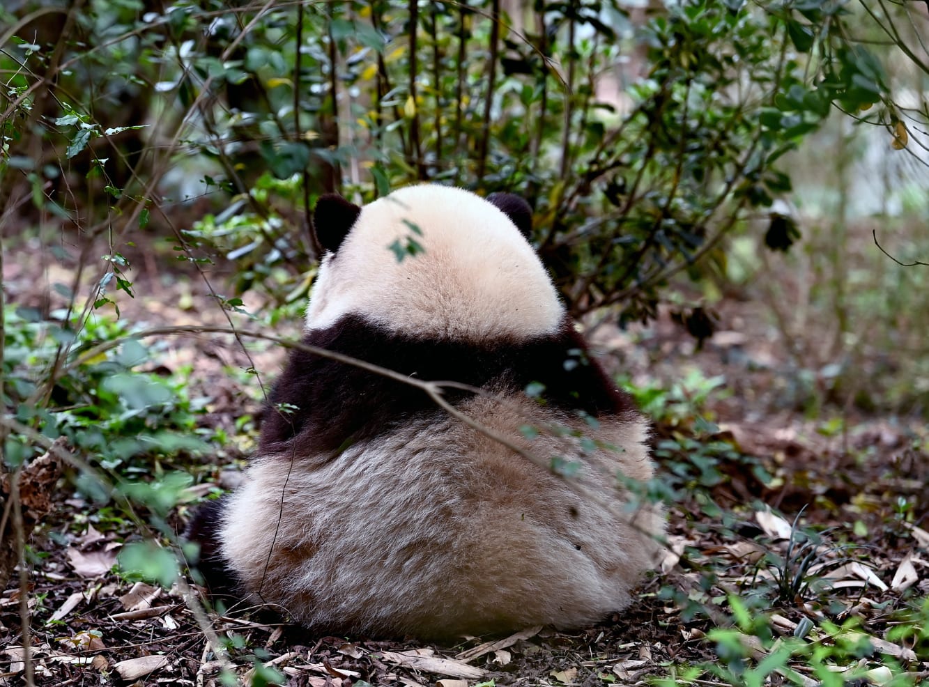 This Onigiri-Shaped Panda Is So Popular, People Queue 3 Hours Just To ...