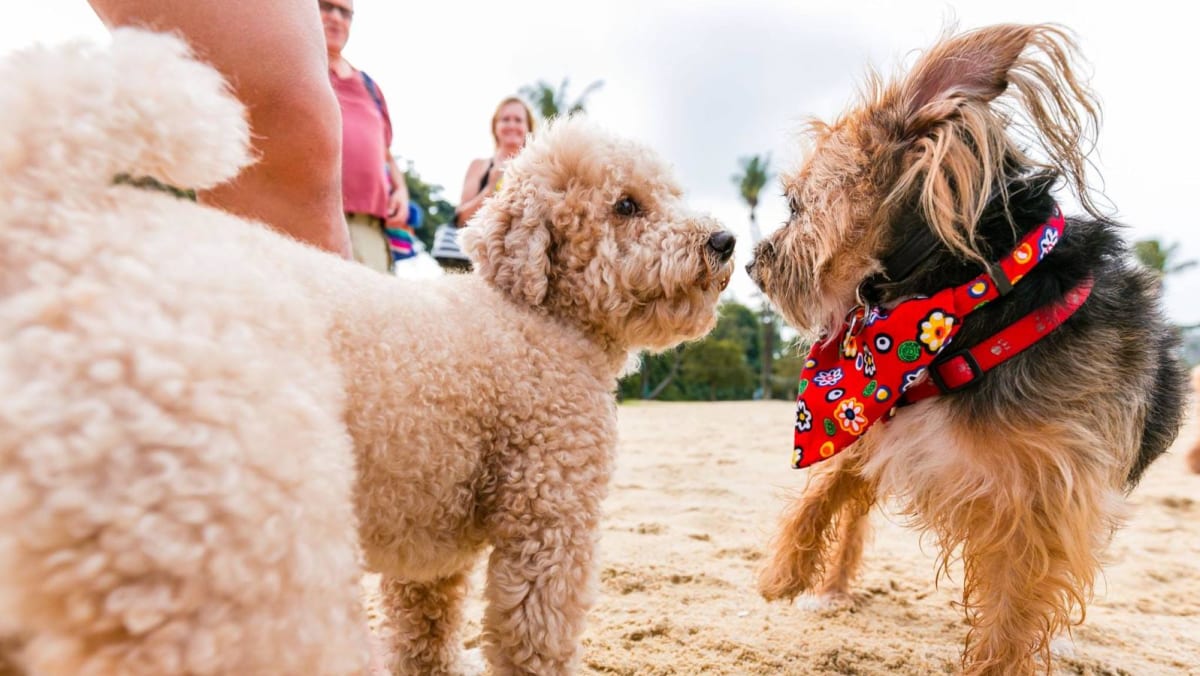 Singapore Dog Festival returns on Feb 15 and 16 in Sentosa - CNA Lifestyle