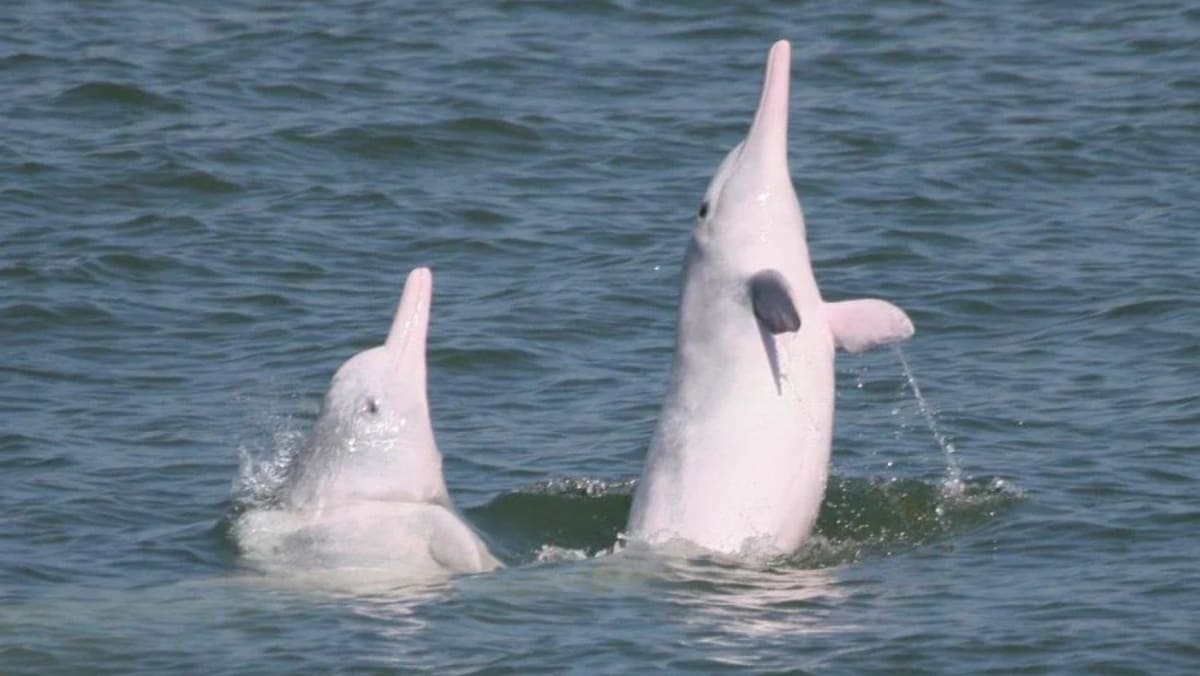 pink dolphins behaviour