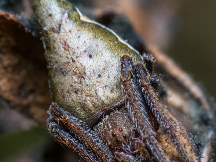 gryffindor hat spider