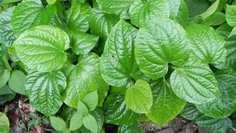 Ini 10 jenis ulam popular & khasiatnya, yang mana satu pilihan anda ...