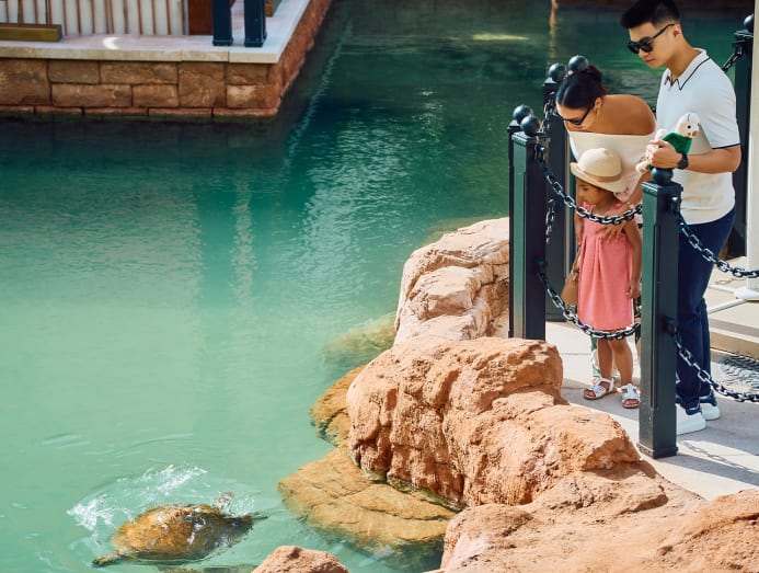 Not just skyscrapers: Dubai’s lesser-known turtle rescue programme is a ...