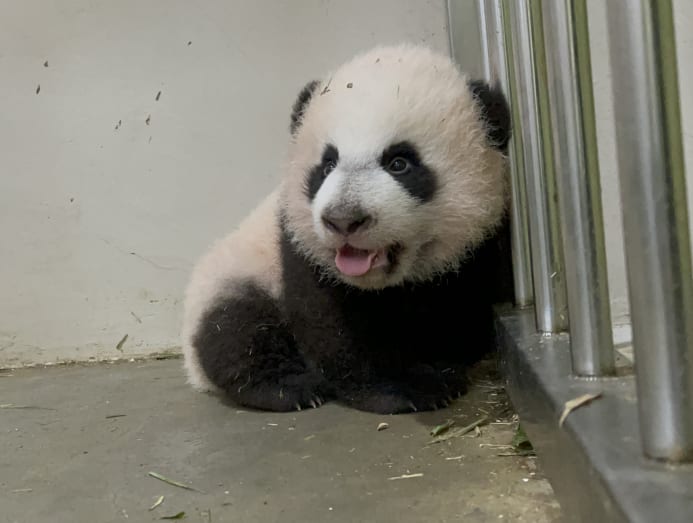 Singapore’s panda cub is turning 100 days old and he's finally getting ...